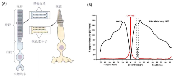 一起做个“明眼人”，带你探究视网膜的奥秘 - 知乎