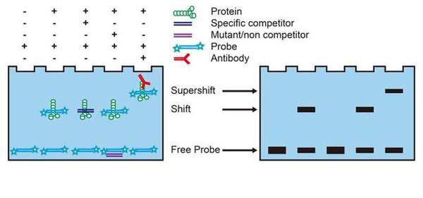 决定凝胶迁移实验（EMSA）成功的4大关键因素 - 知乎