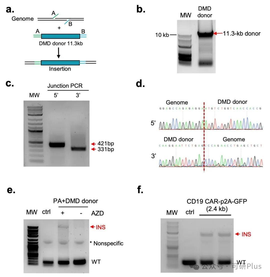 薛文团队重磅突破！Prime Assembly技术实现11kb大基因无疤痕精准插入！ - 知乎