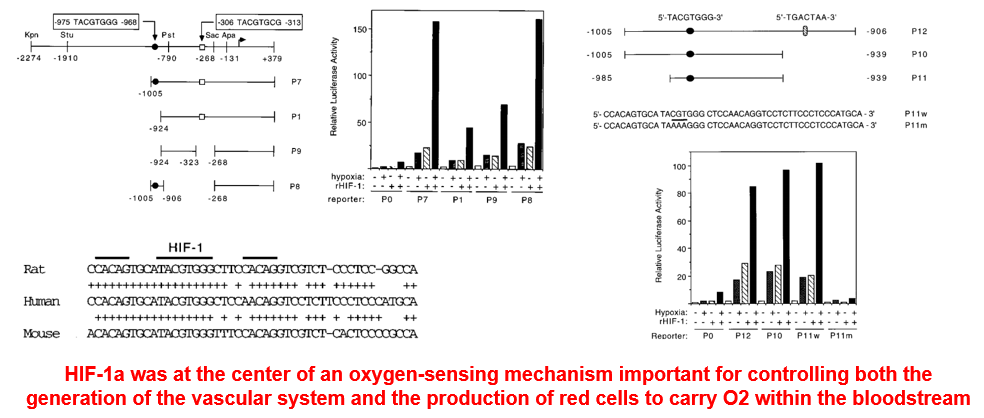 2019诺贝尔生理学或医学奖之HIF-1的发现之旅 - 知乎