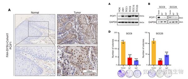 CLIP-Seq技术详解 - 知乎
