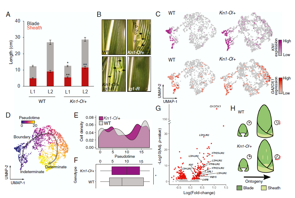 单细胞 | CELseq2 分析方法 - 知乎