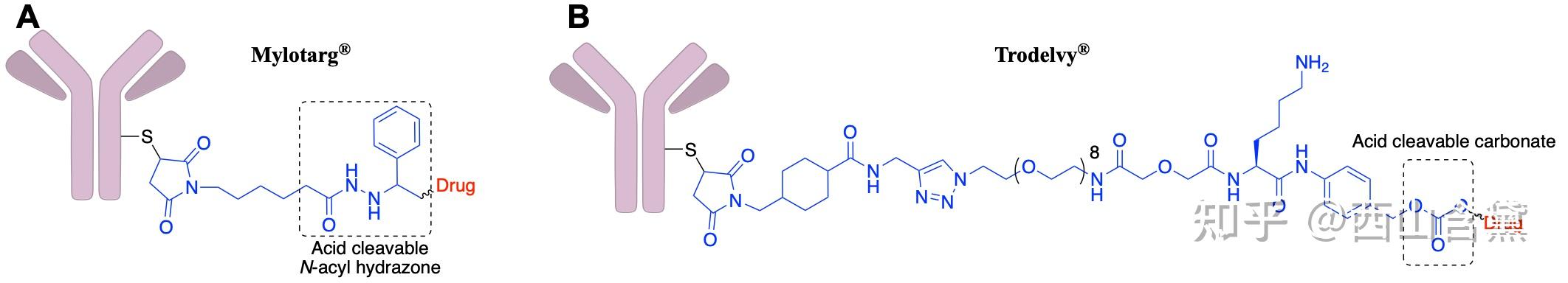 ADC中可裂解Linker的机制汇总 - 知乎
