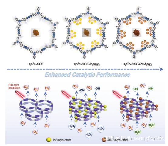 《Advanced science》：应对耐药致病菌新思路：诱导细菌铁死亡！ - 知乎
