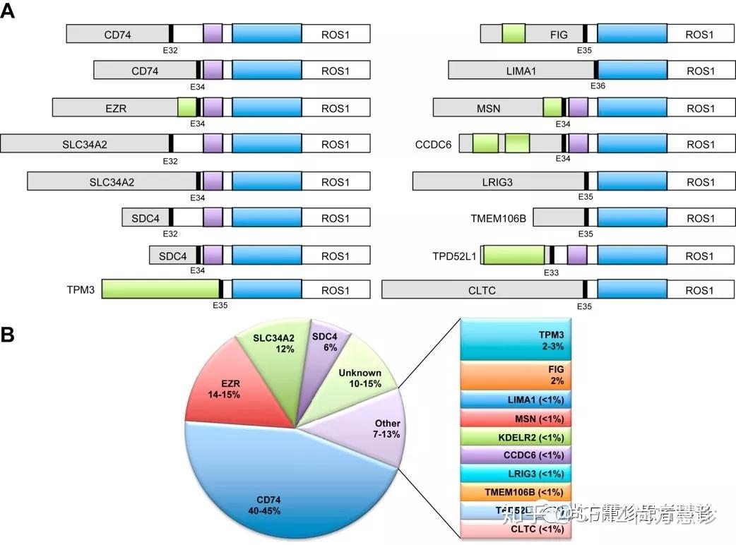 一文读懂ROS1重排/阳性非小细胞肺癌治疗 - 知乎