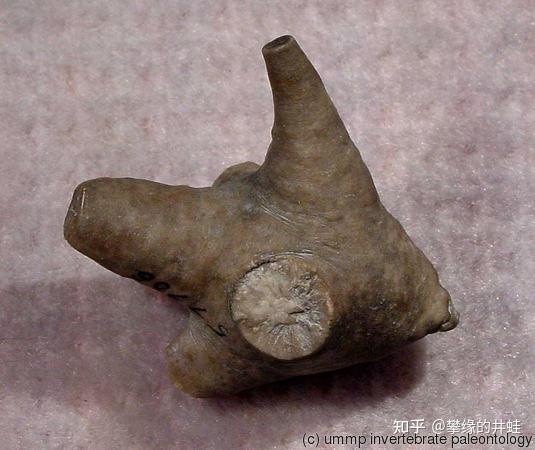 【地球演义】第二百七十四回 异界来客7：Alura Une - 知乎