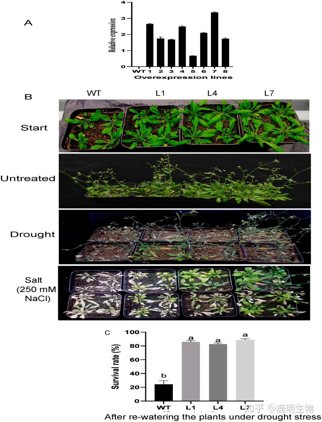 运用棉花酵母文库发现LEA3基因能够增强棉花抗干旱和盐胁迫 - 知乎
