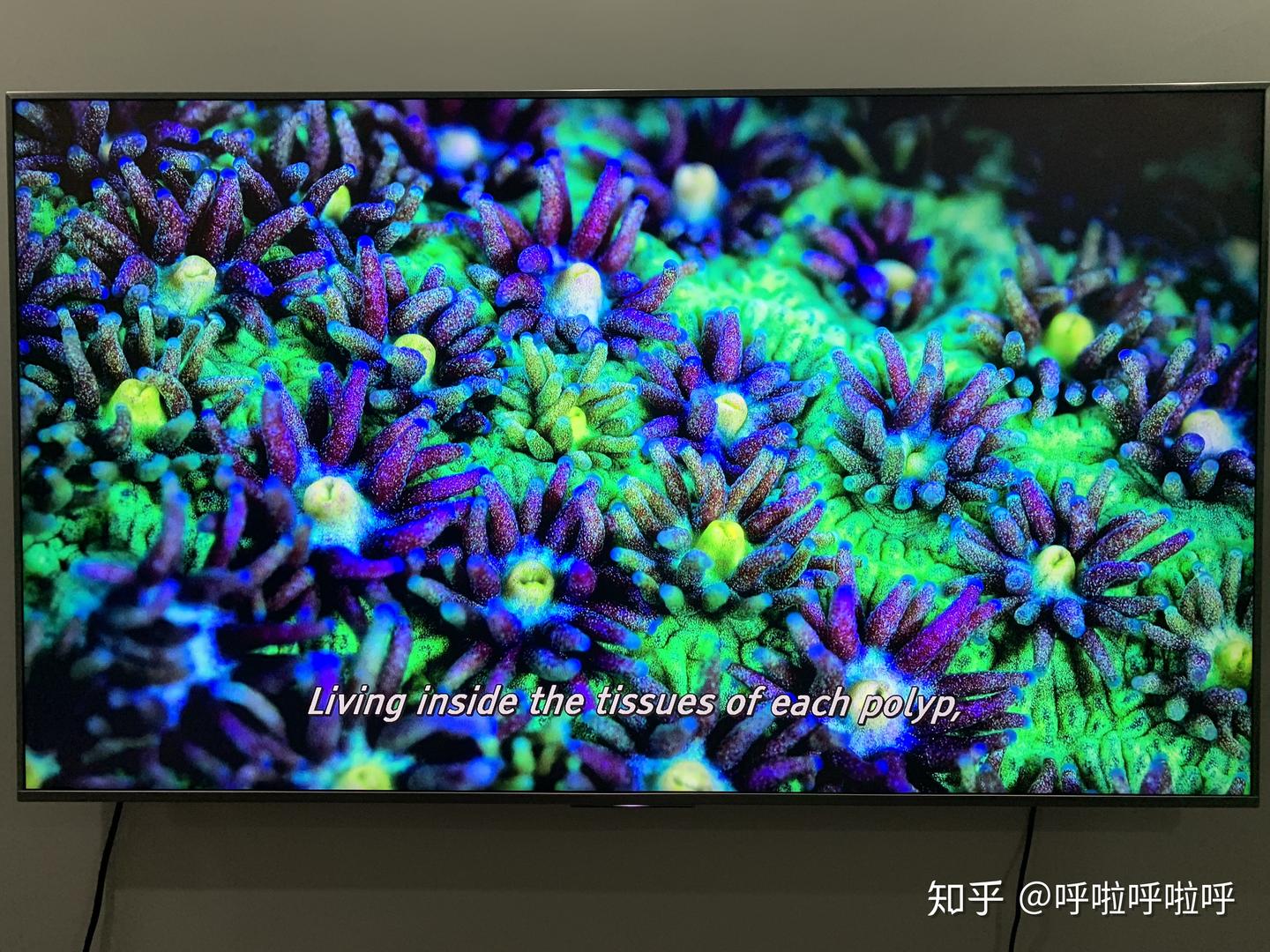 4K厅 篇一：4K纪录片究竟有多少？珍藏好这份全球最全4K超清蓝光纪录片清单（第1-10部） - 知乎