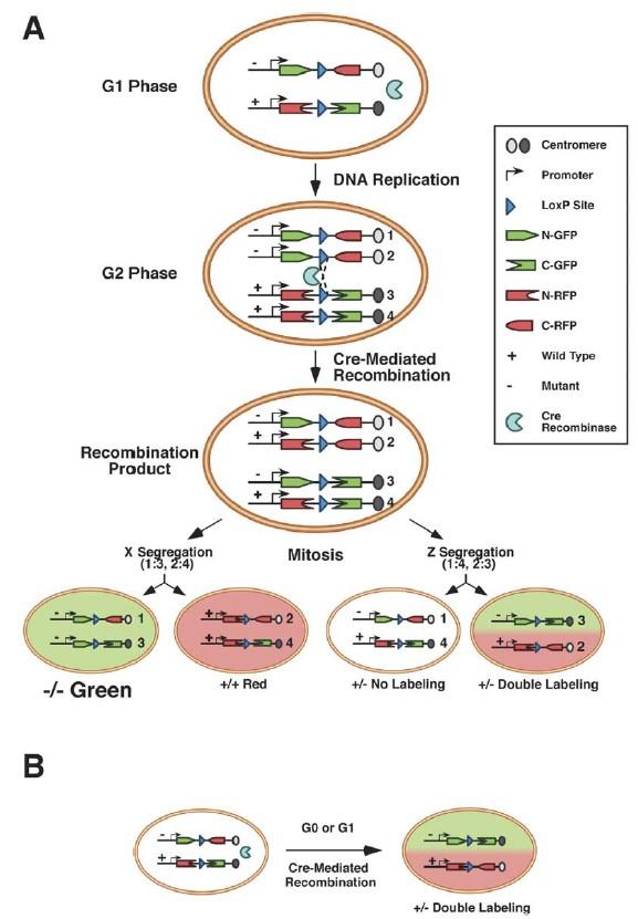 又见Cre！Cre/Loxp系统应用全攻略 | 知识点分享 - 知乎