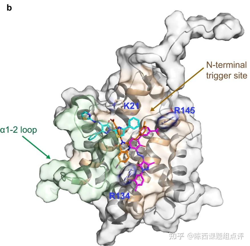 Nat.Commun.【前沿】|胞质 BAX 同型二聚体的化学调节增强了 BAX 的活化和凋亡 - 知乎