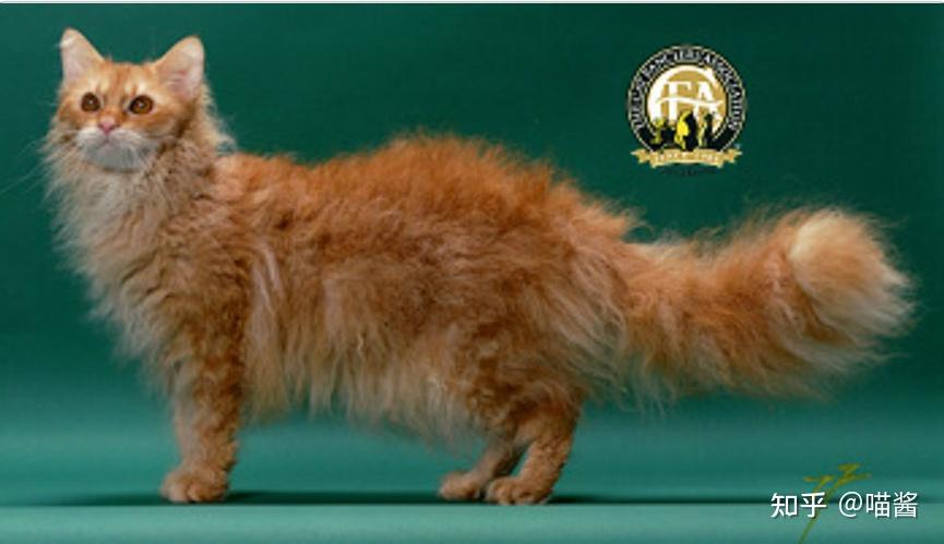 2022年CFA认证45种品种猫合集 - 知乎