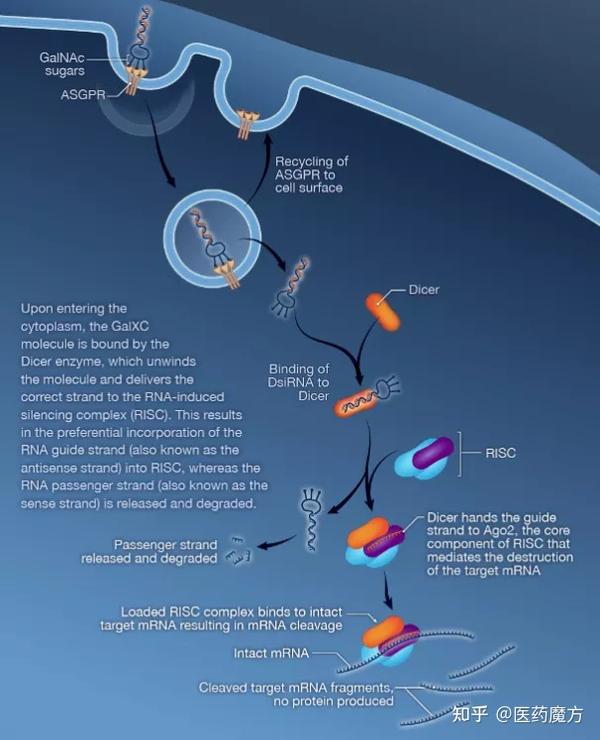 RNAi疗法热潮来袭！诺和诺德、GSK2一周内接连出手，两项大宗交易总额超43亿美元 - 知乎