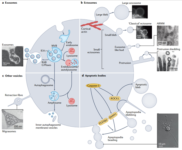 Nat Rev Mol Cell Biol：细胞外囊泡生物发生和货物选择的特定环境调节 - 知乎