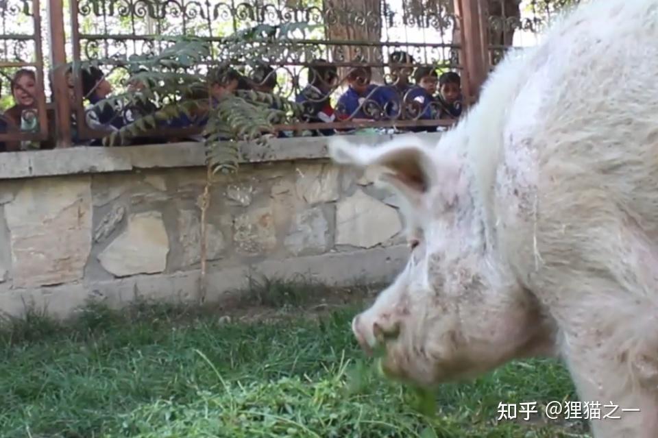 阿富汗全境只有一头猪，名字就叫“猪”，是2002年中国送的 - 知乎
