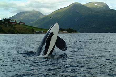关于虎鲸，你不得不知晓的事 - 知乎