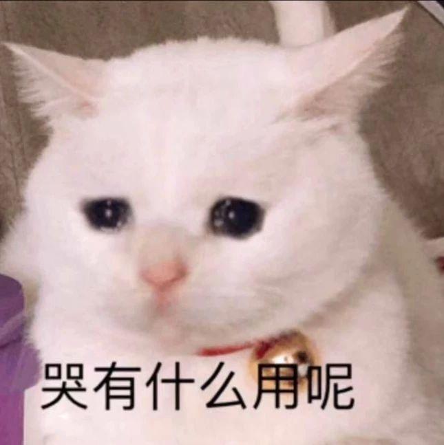 流泪猫猫头 表情包 知乎