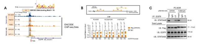 MobiNova®-100又发力，提供肺腺癌EGRF治疗新策略 - 知乎