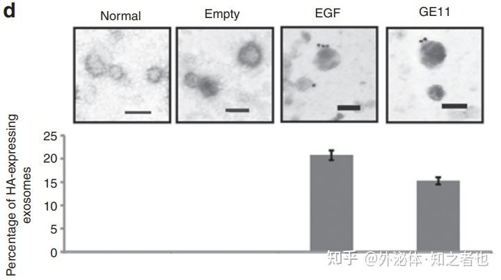 GE11让肿瘤庇护神EGFR无可遁形 - 知乎