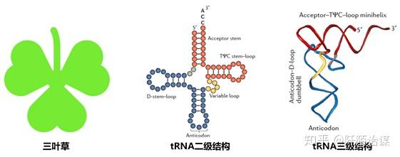 tRNA到底有多少种? - 知乎