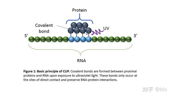 CLIP-seq和eCLIP了解学习笔记 - 知乎