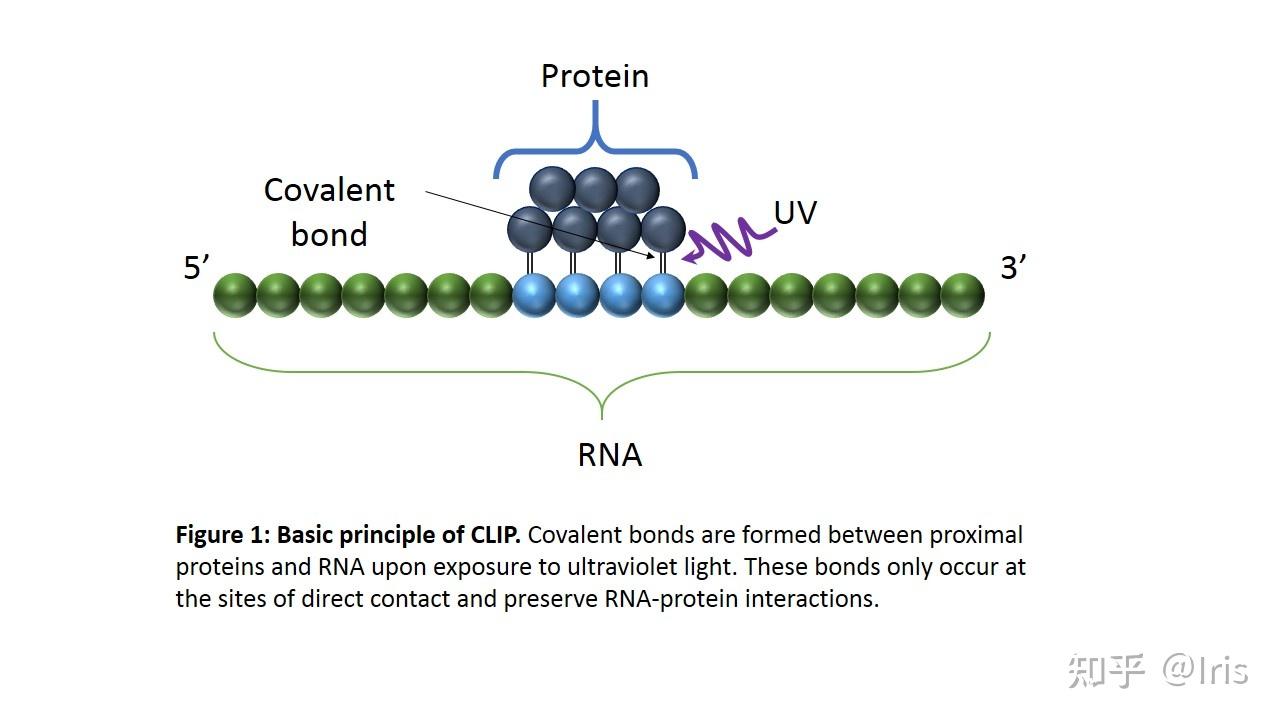 CLIP-seq和eCLIP了解学习笔记 - 知乎