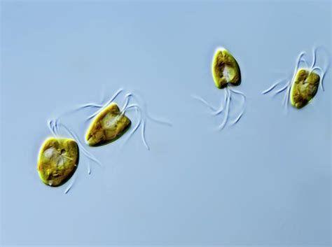 【古菌域全系列14】隐藻界Cryptista：隐于世间而影响世界 - 知乎