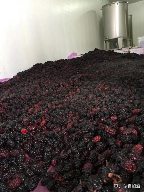 酒厂如何酿造桑葚酒，控制挥发酸？ 知乎 0462