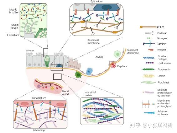 双热点重磅综述丨少有人知的细胞外基质（ECM）和免疫系统对话 - 知乎