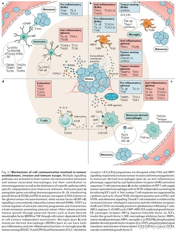 NID182_Glial and myeloid heterogeneity in the brain tumour ...