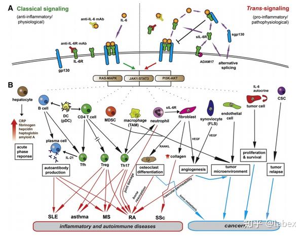 炎性多因子检测之白介素细胞6(IL-6) - 知乎