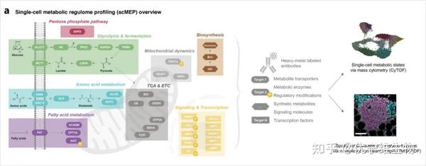 两篇高分文献带您了解质谱流式(CyTOF)的应用 - 知乎