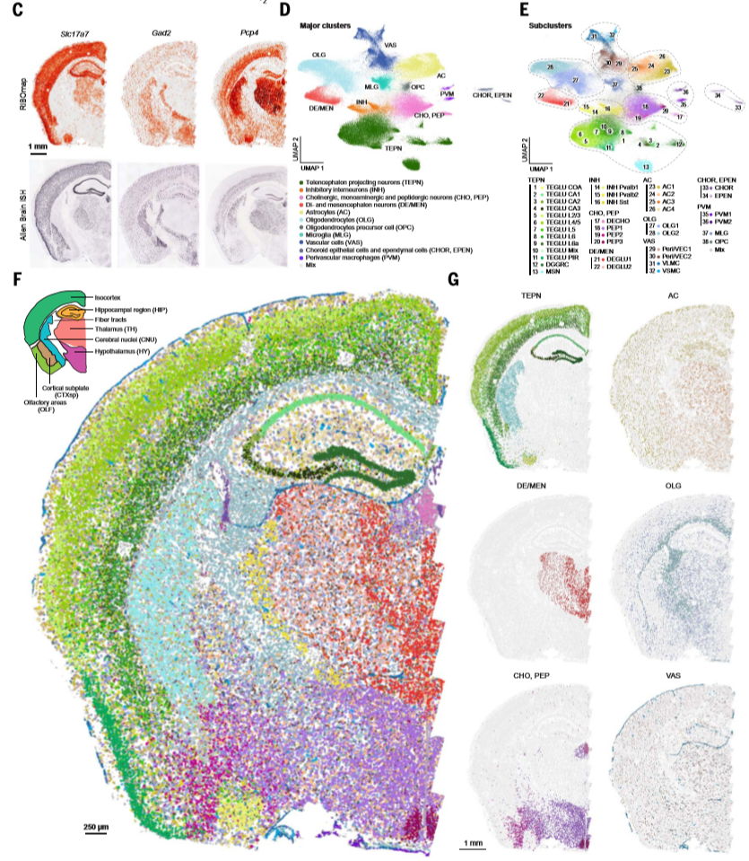 Science | 空间翻译组学测序技术RIBOmap，以单细胞和分子分辨率揭示脑组织翻译调控机制 - 知乎