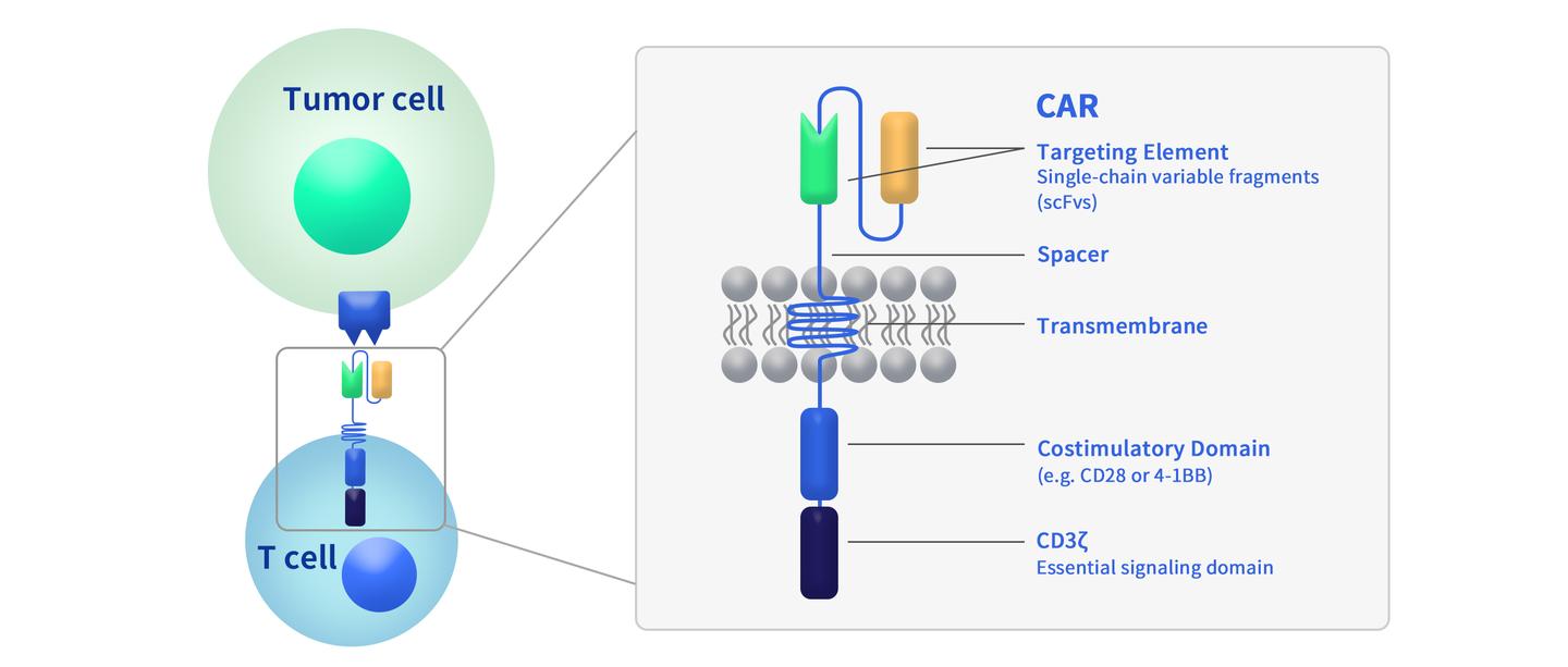 肿瘤免疫靶点 | T细胞共刺激分子4-1BB - 知乎