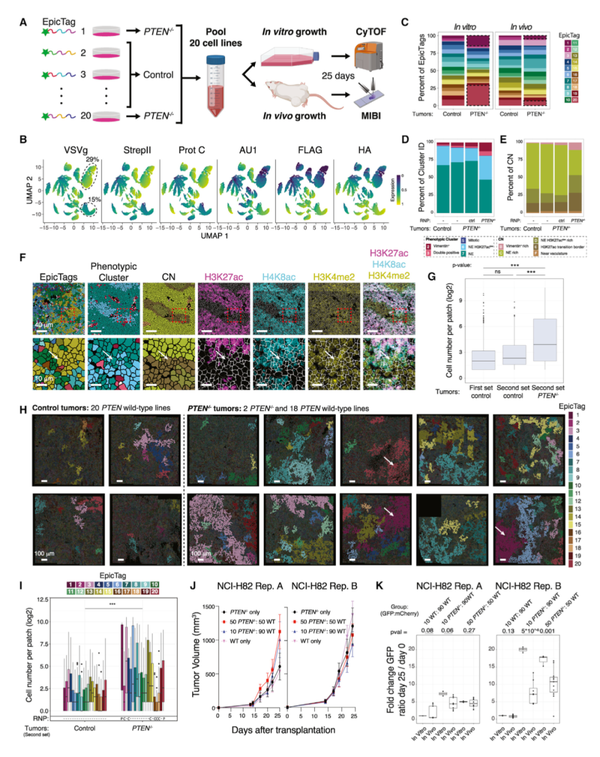 Cancer Cell 丨 条形码揭示NE与非NE癌细胞空间演化特征 - 知乎