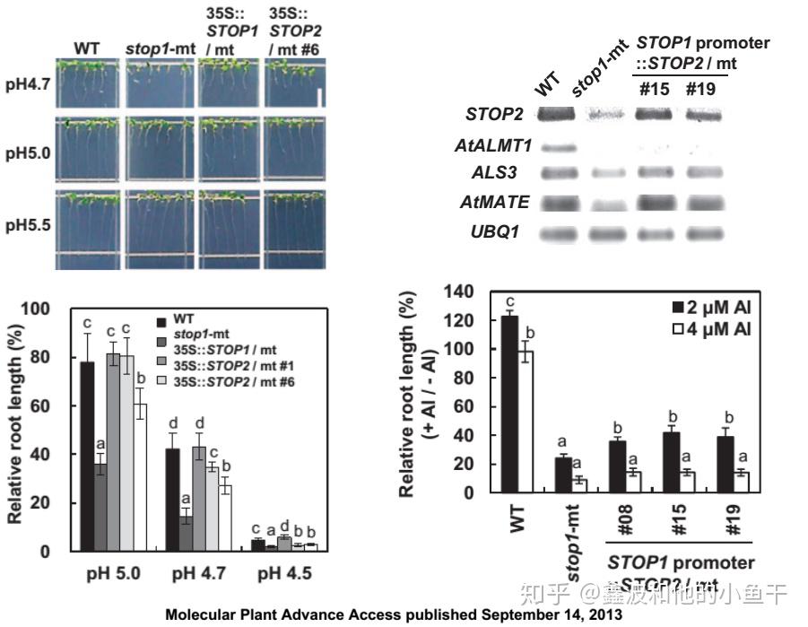 抗酸性土壤铝毒害的关键转录因子——STOP1 - 知乎
