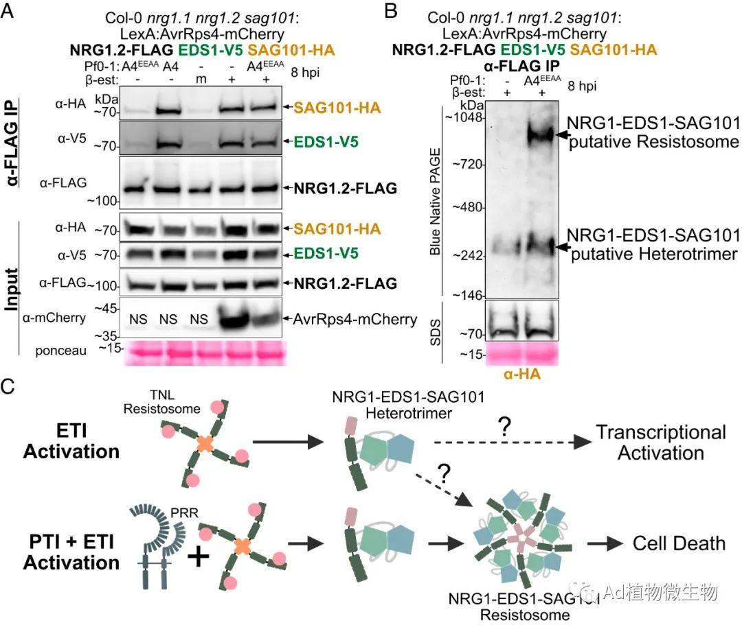 PNAS | 塞恩斯伯里实验室和马普所研究揭示抗病小体参与植物免疫受体信号传递的机制！ - 知乎