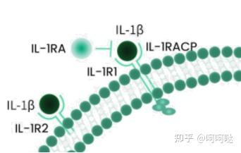 IL-1β - 知乎