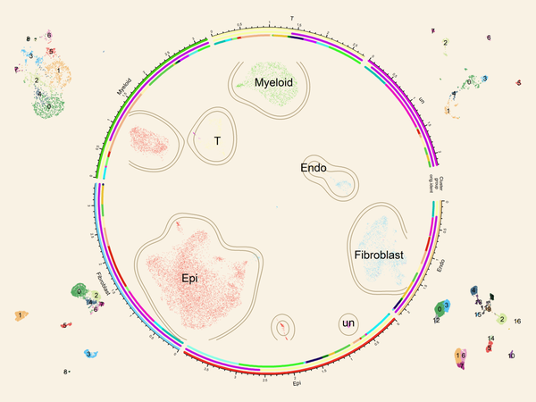 scRNA复现|所见即所得，和Cell学umap，plot1cell完成惊艳的细胞注释umap图 - 知乎