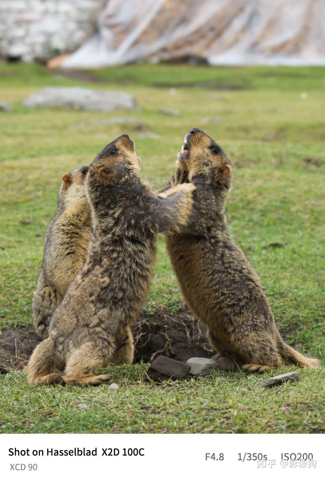哈苏 X2D-100C 深度测评！一亿像素中画幅无反相机 - 知乎