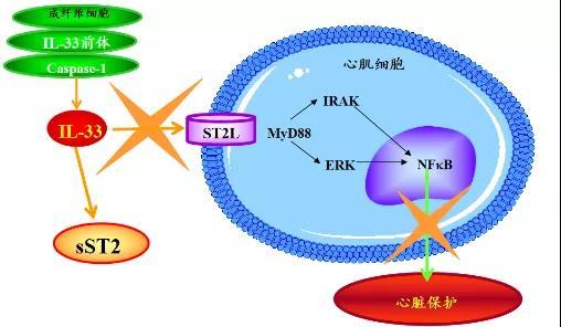 IVD靶标丨ST2检测的来龙去脉！ - 知乎
