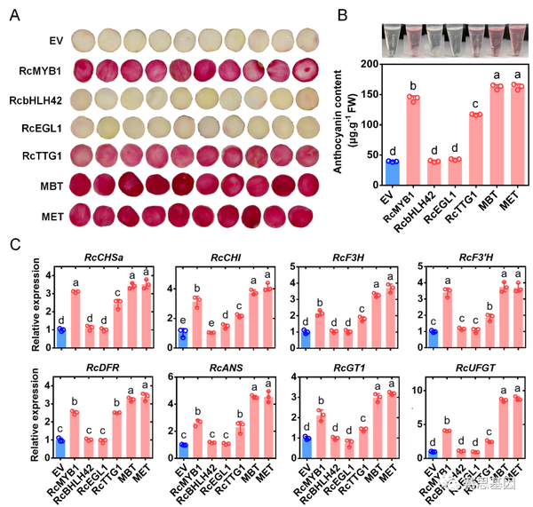 【Hortic Res】MYB转录因子RcMYB1在玫瑰花青素的生物合成中起着核心作用 - 知乎