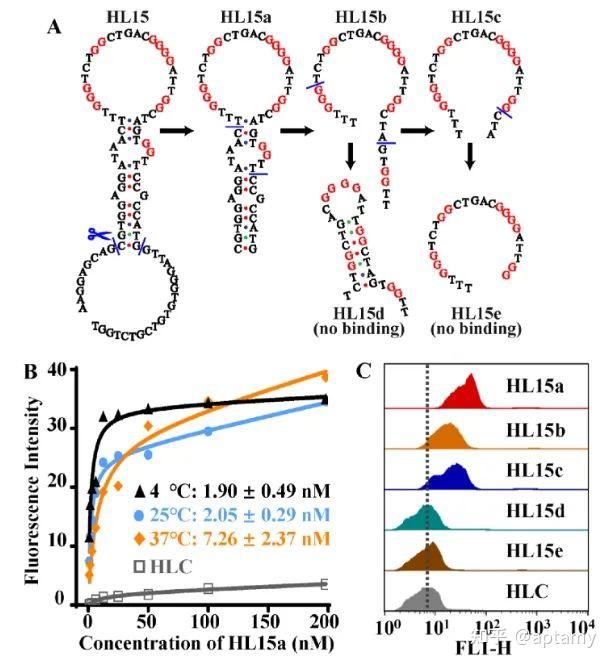 靶向癌细胞中锌转运蛋白ZIP10和ZIP6的DNA适配体 - 知乎
