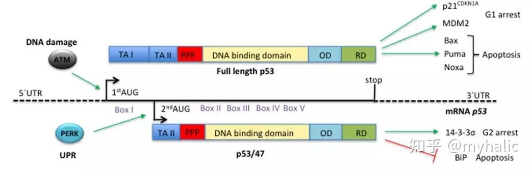 聊聊p53 mRNA - 知乎