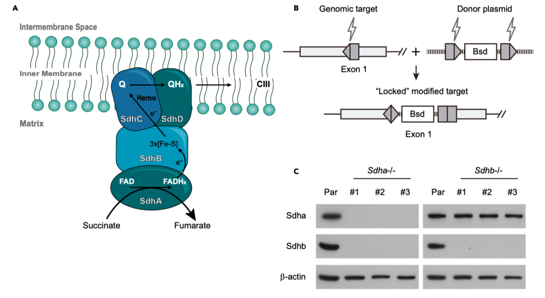 iScience丨线粒体琥珀酸脱氢酶复合物控制着炎症巨噬细胞中的 STAT3-IL-10 通路 - 知乎
