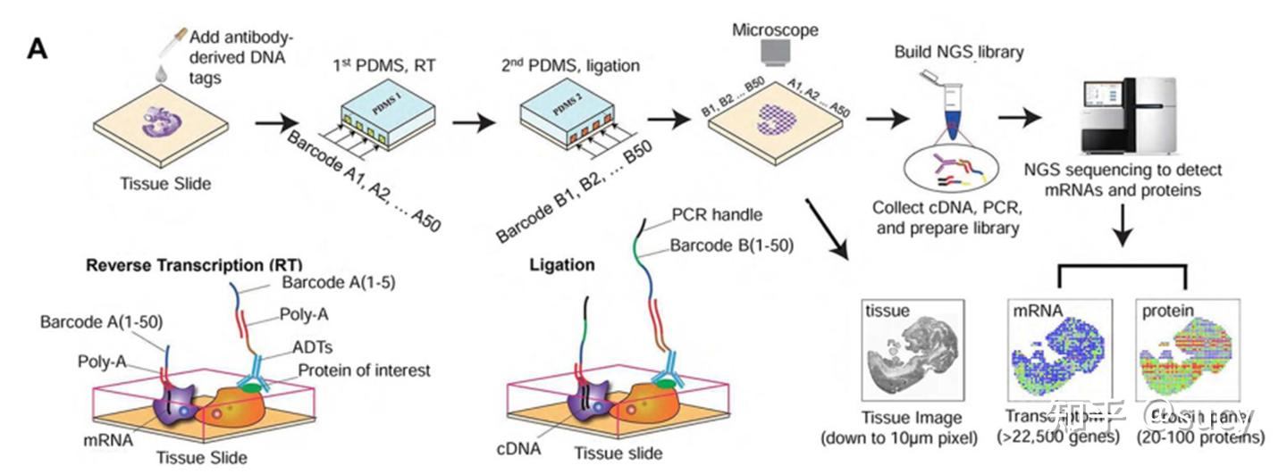 空间转录组 - 知乎