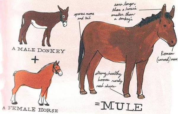 童年课堂 | 解剖农场Lesson 56 - 知乎