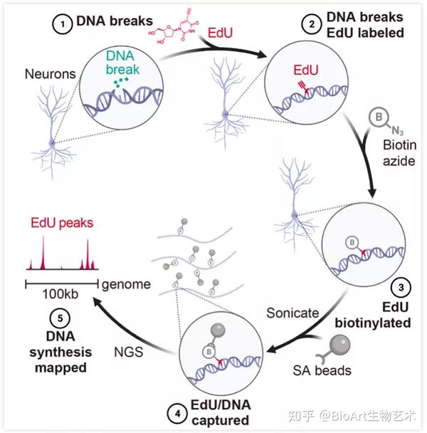 Nature亮点 | 吴薇等揭示神经细胞如何进行DNA损伤修复过程 - 知乎