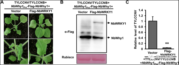 【PLOS Pathog】WRKY1抑制转录因子WHIRLY1，从而增强植物对双生病毒的抗性 - 知乎