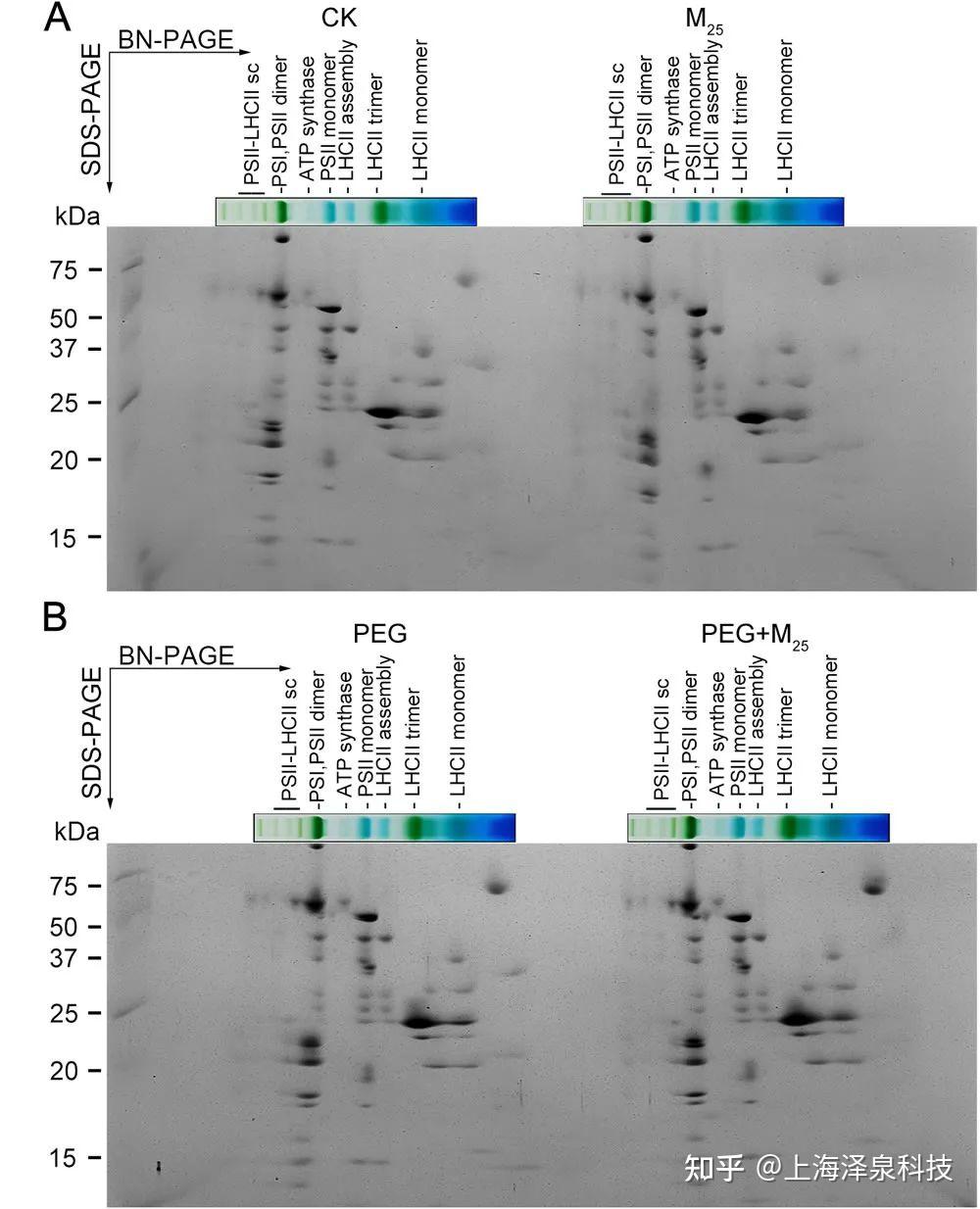 外源褪黑素通过类囊体蛋白的可逆磷酸化提高渗透胁迫下小麦光系统II的光合效率 - 知乎