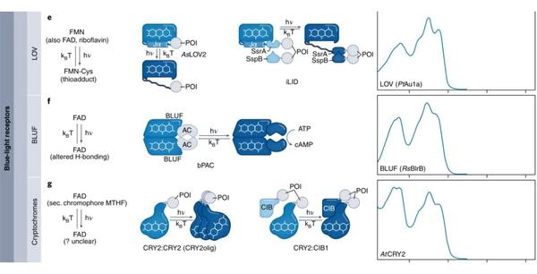 IF=28.77【文献解读】Nat Neurosci综述：突触前光遗传学工具概览 - 知乎